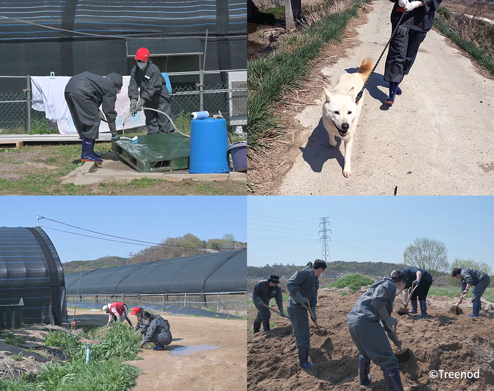Treenod | 트리노드 » ﻿유기견에게 온정의 손길 전하기, treetive effect 유기견 봉사활동